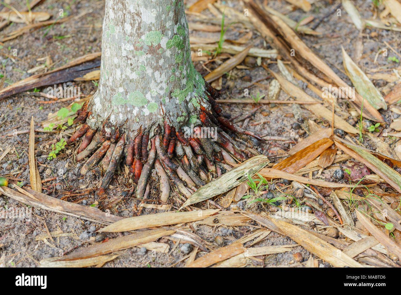 Betel leaf root hi-res stock photography and images - Alamy