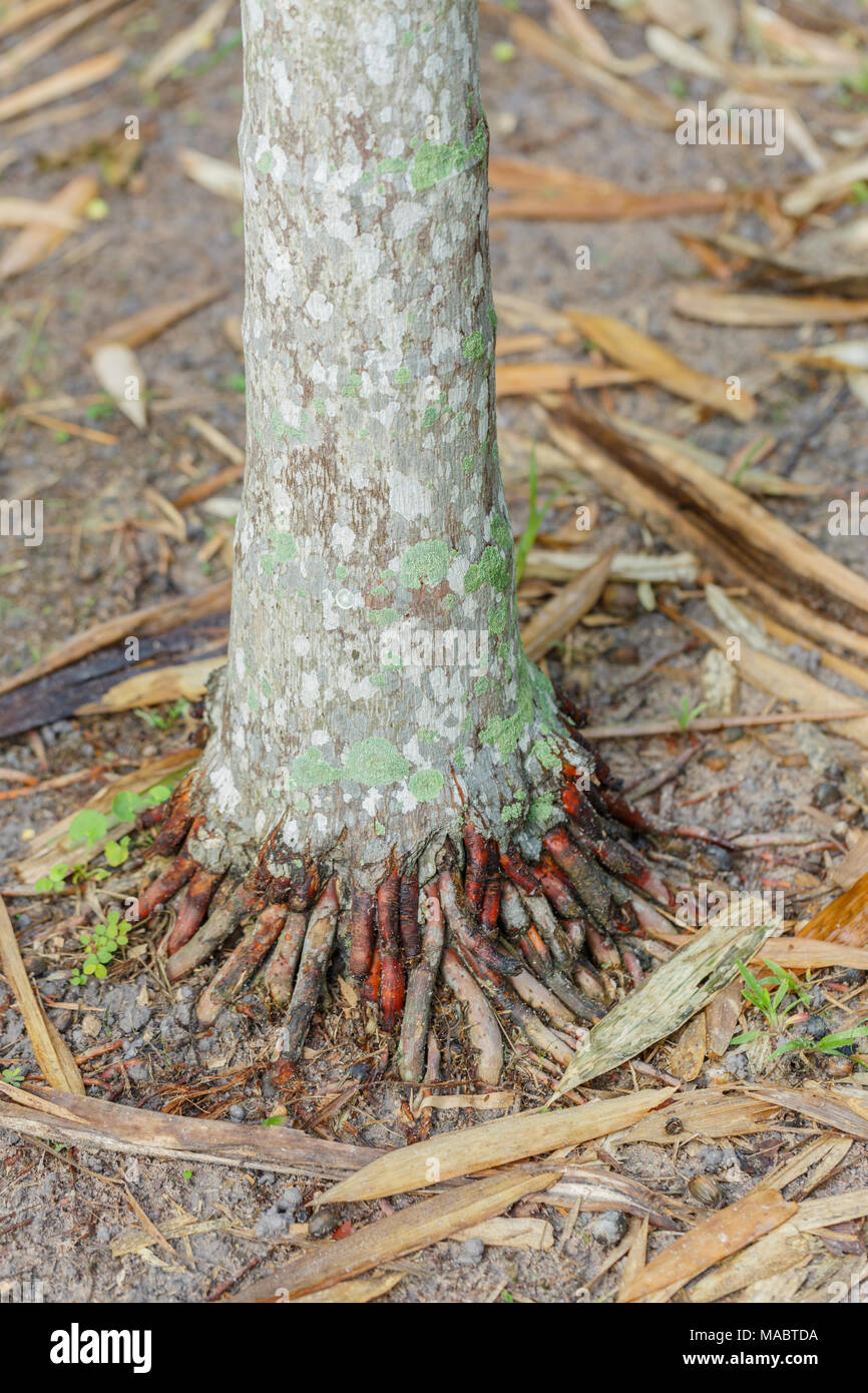 Betel leaf root hi-res stock photography and images - Alamy