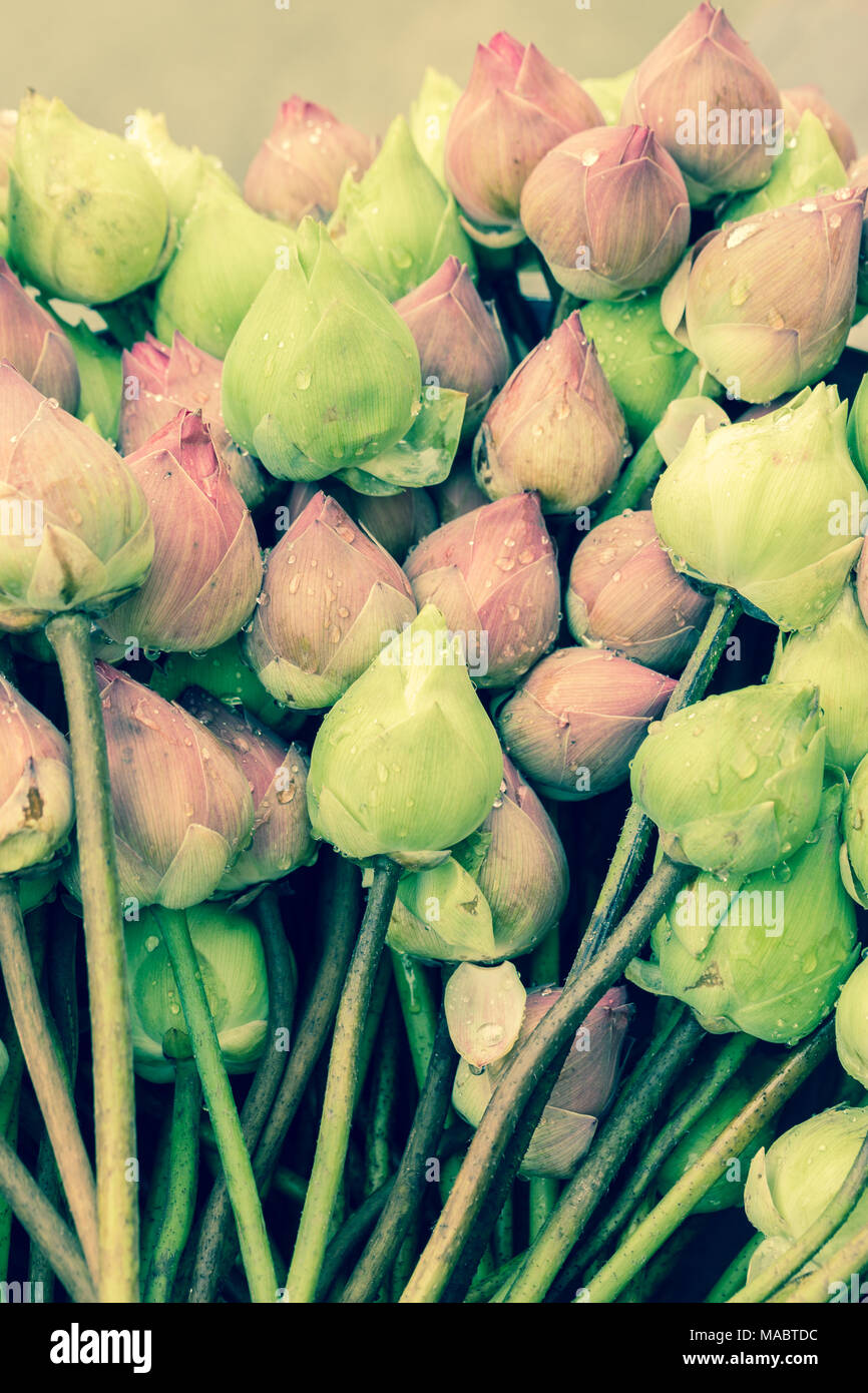 Group of lotus hi-res stock photography and images - Alamy