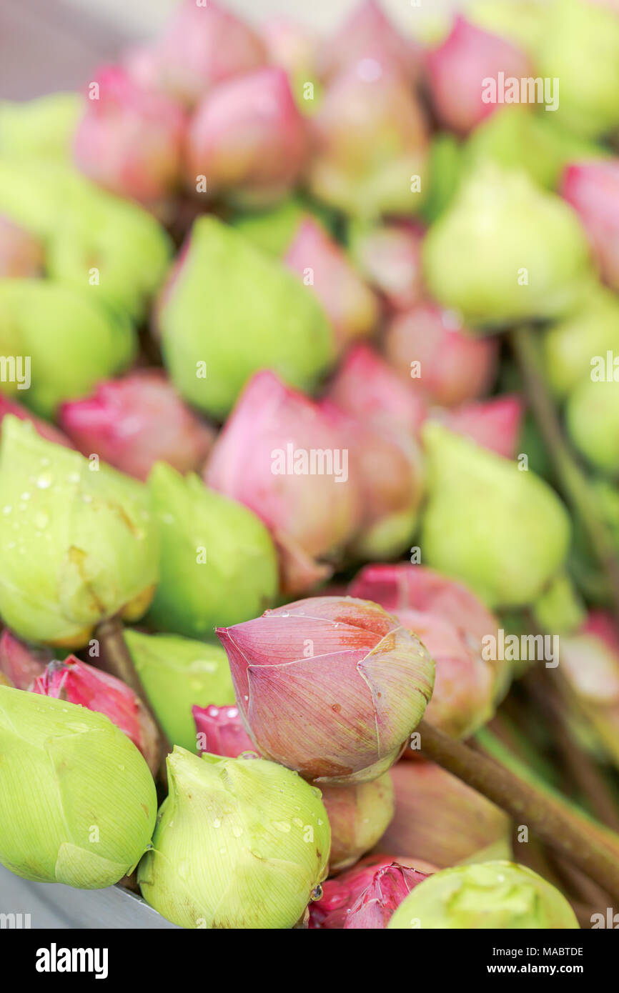 Group of lotus hi-res stock photography and images - Alamy