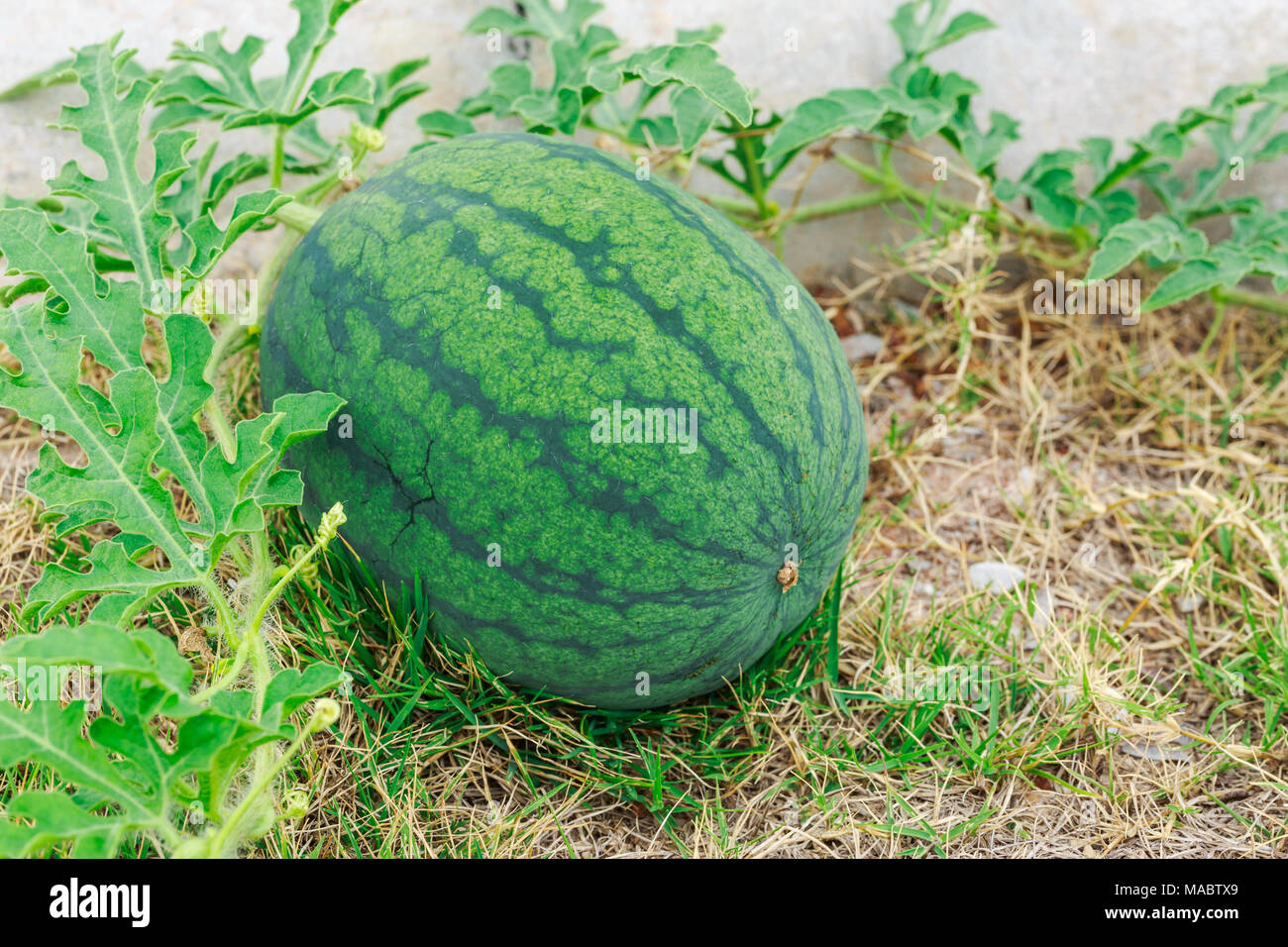 Watermelons on the green melon field in the summer Stock Photo - Alamy