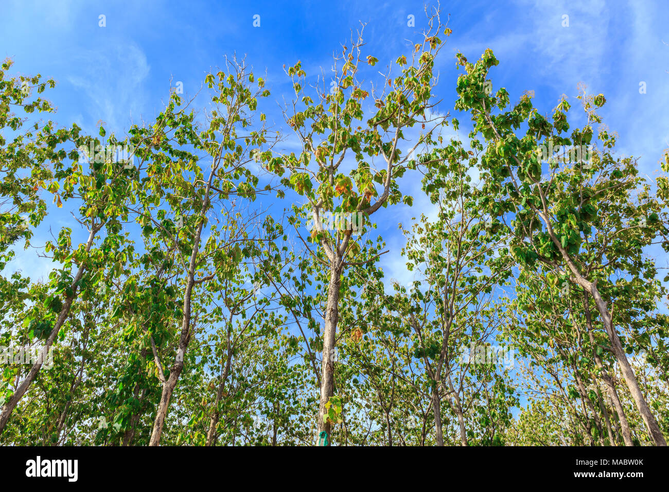 Teak tree trunk hi-res stock photography and images - Alamy