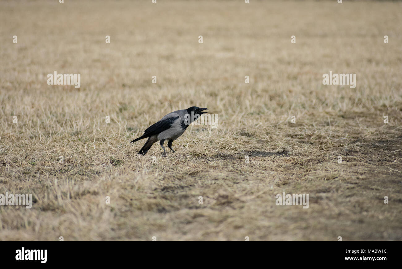 Talking crow hi-res stock photography and images - Alamy