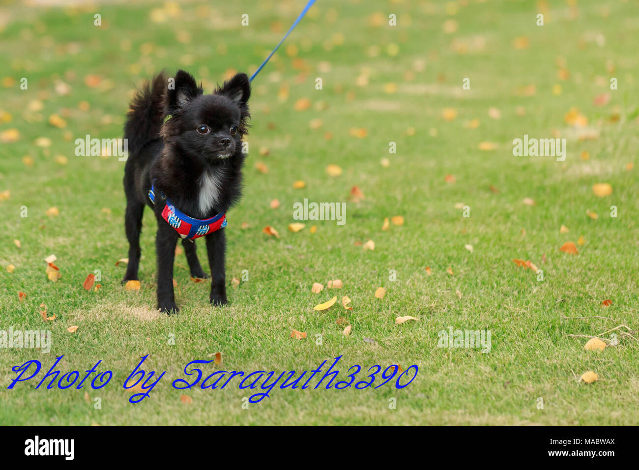 Small Black dog Stock Photo - Alamy