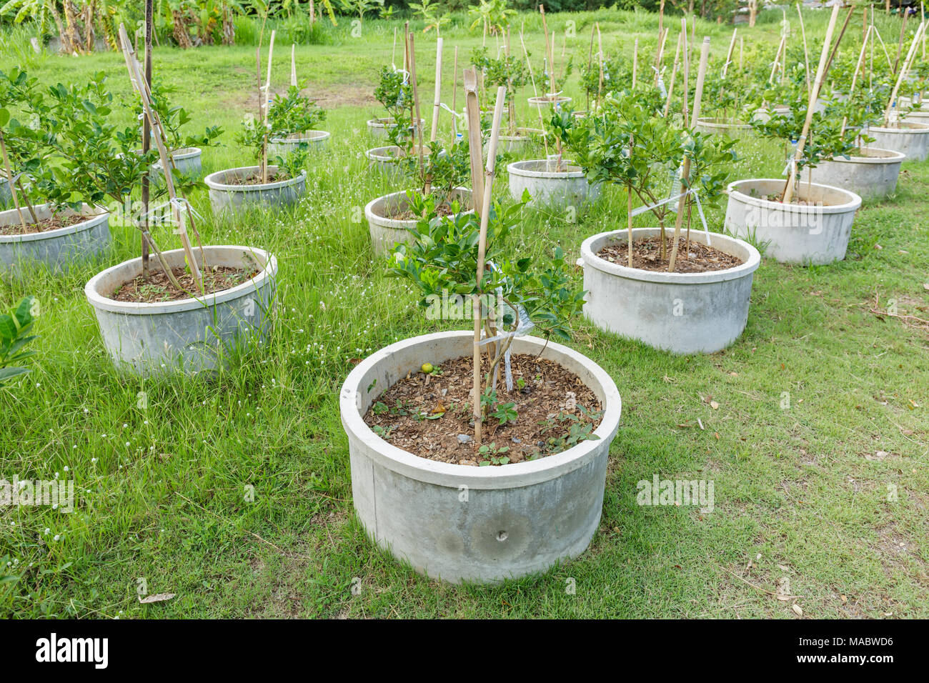 Lime tree in the cement pot Stock Photo - Alamy