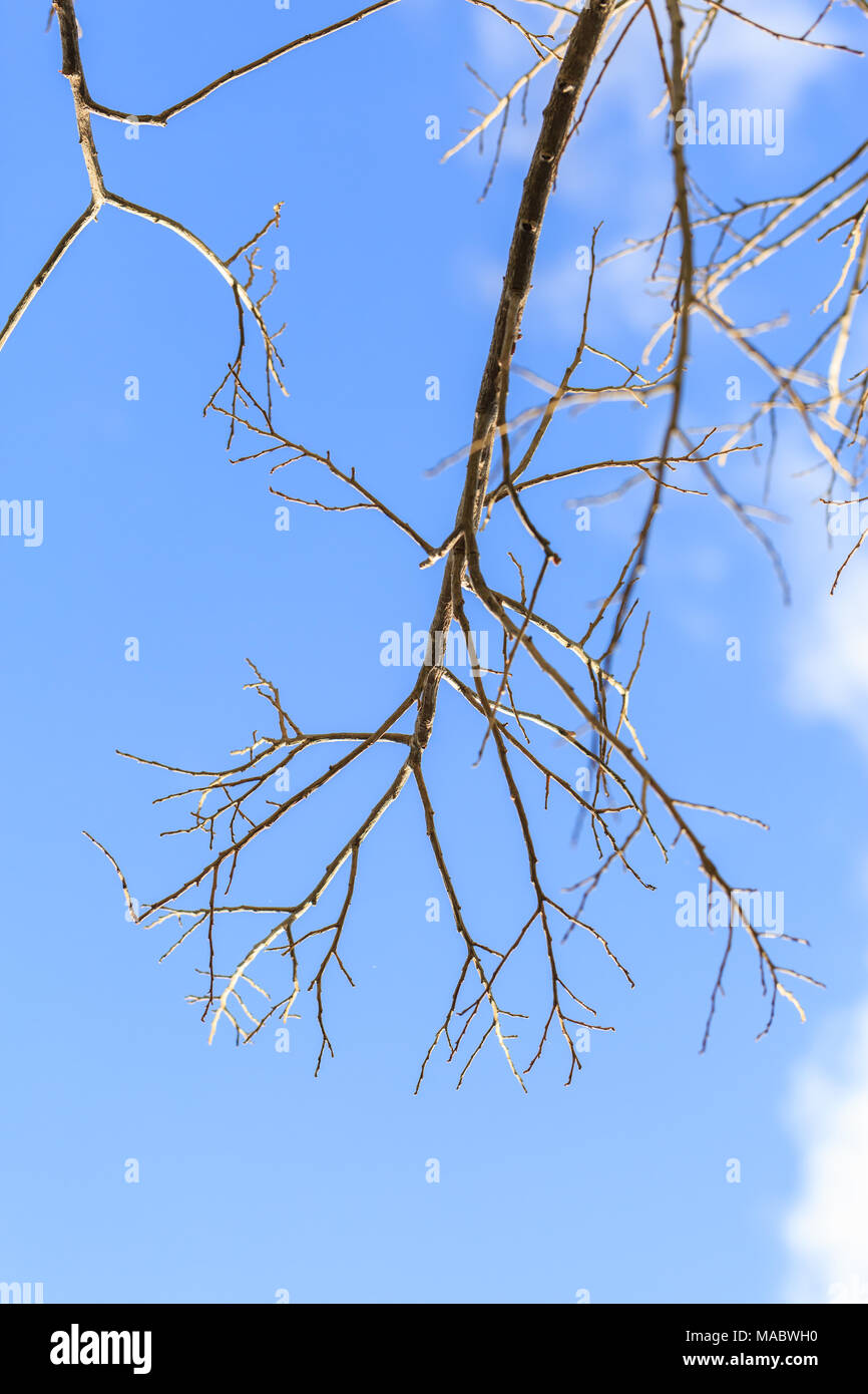 Dry tree on cloudy and blue sky Stock Photo - Alamy