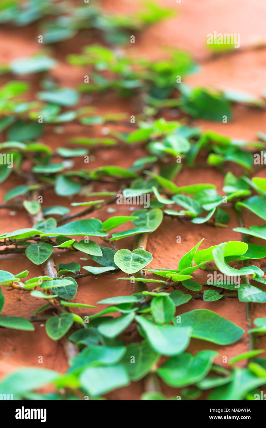 Ficus on wall hi-res stock photography and images - Alamy