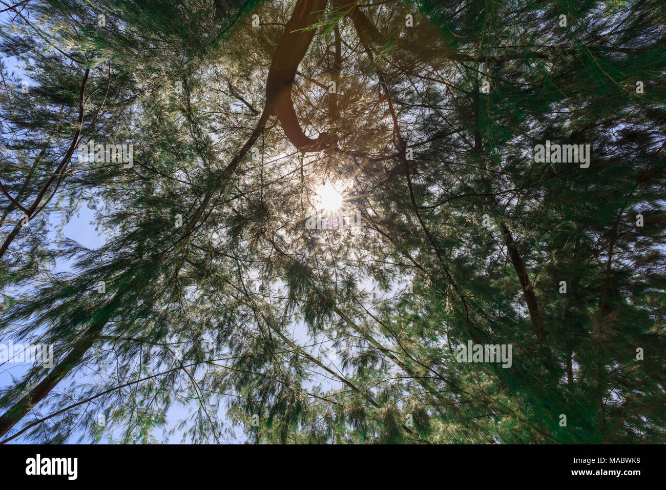 pine forest in spring with the sun in the trees Stock Photo - Alamy