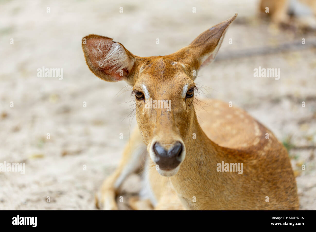 Antelope lying on ground hi-res stock photography and images - Alamy