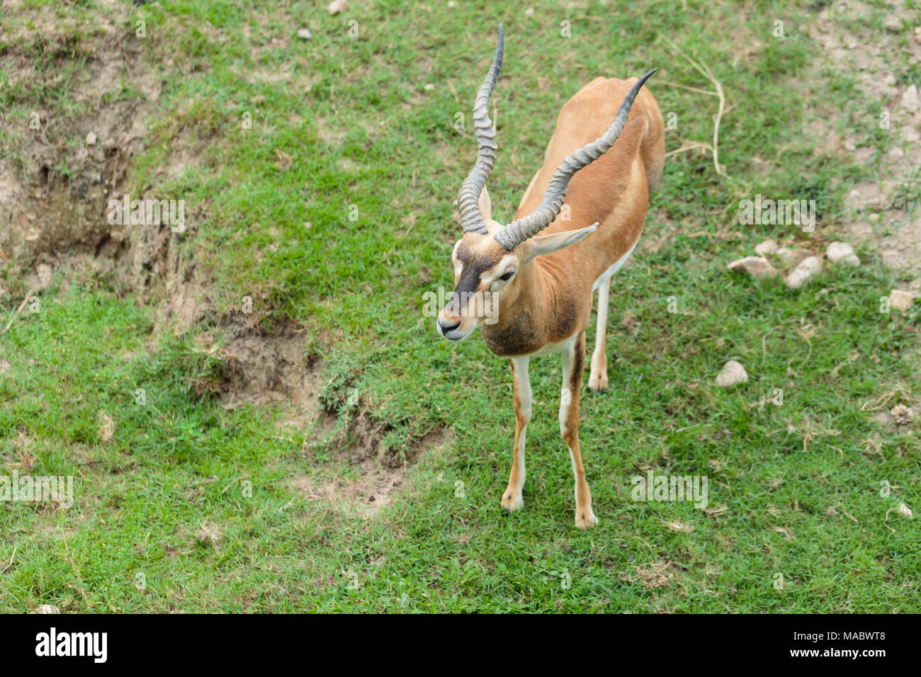 Little Blackbuck in green yard Stock Photo - Alamy