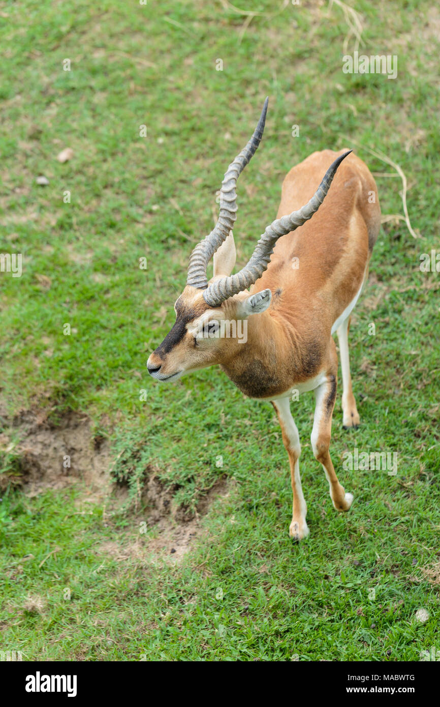 Little Blackbuck in green yard Stock Photo - Alamy