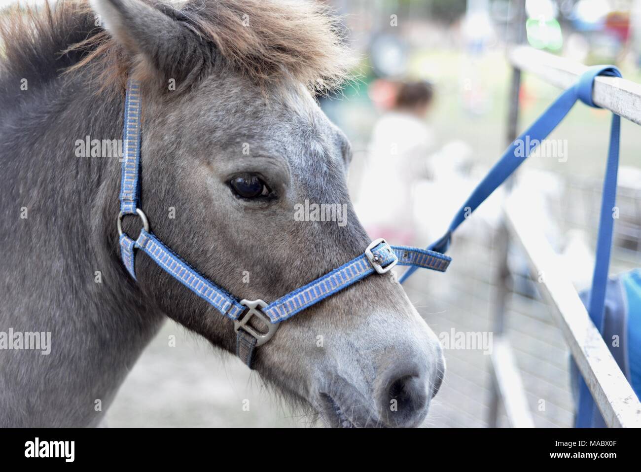 Sad pony hi-res stock photography and images - Alamy