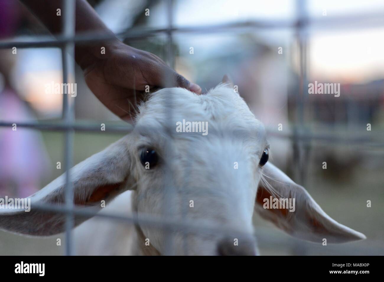 Goat being pat by a child photographed through enclosure wire, Riverway ...