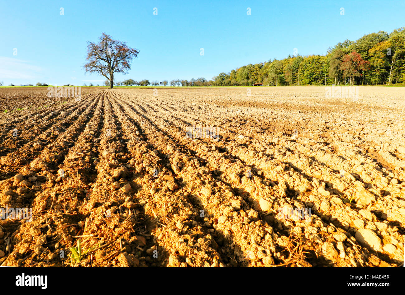 German tree hi-res stock photography and images - Alamy