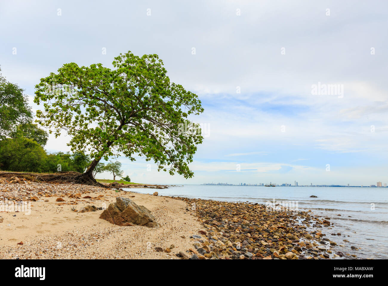 Indian almond tree hi-res stock photography and images - Alamy