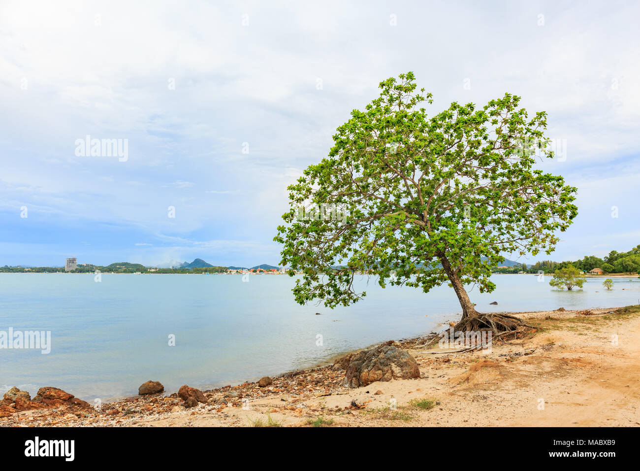 Indian almond tree hi-res stock photography and images - Alamy