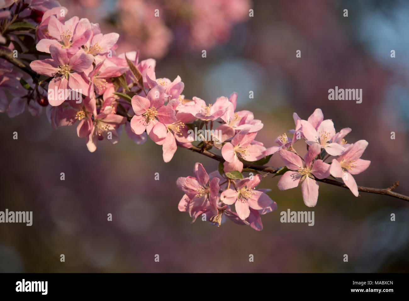 Michigan cherry tree hi-res stock photography and images - Alamy