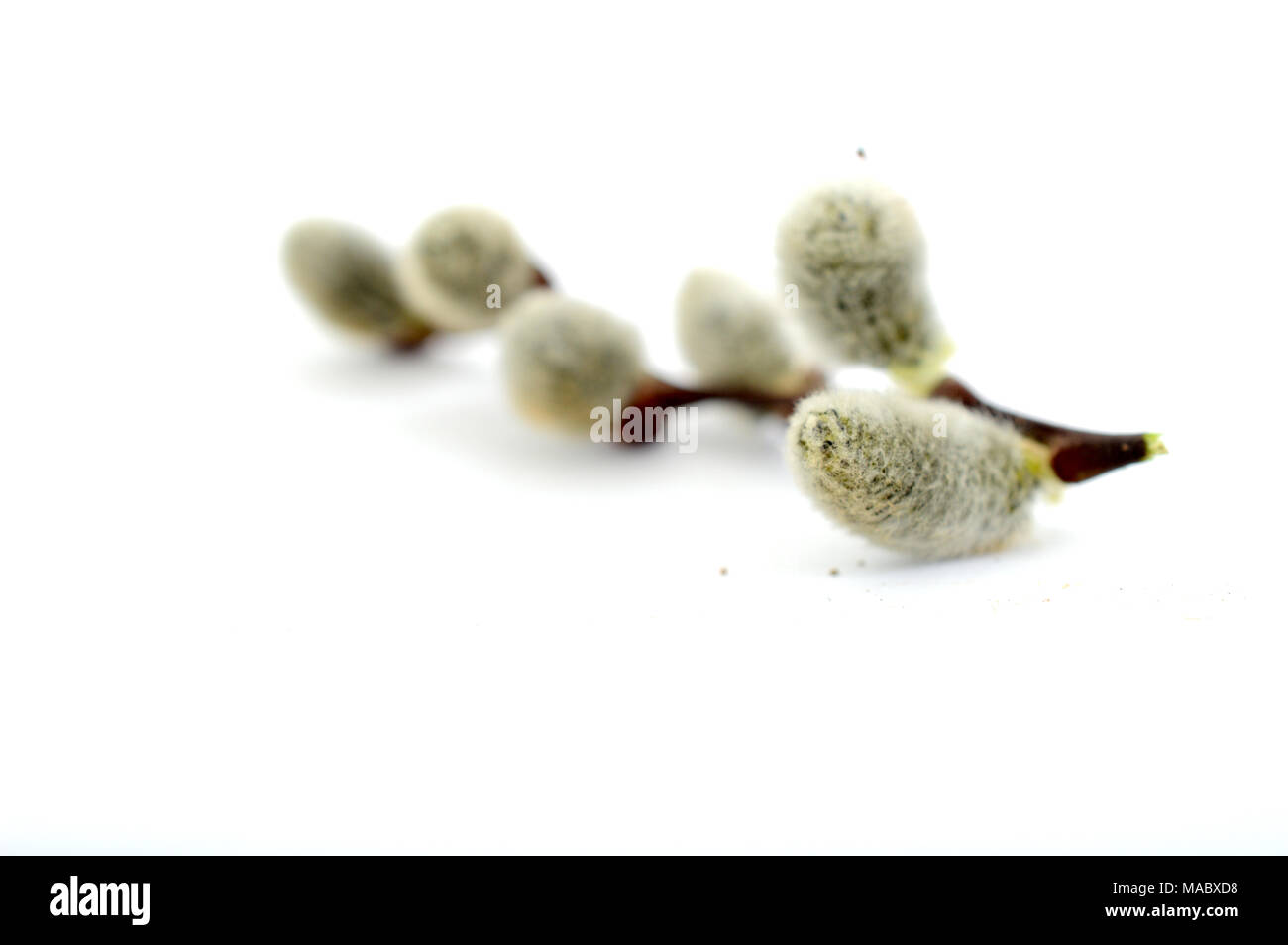 Willow tree forest in Cut Out Stock Images & Pictures - Alamy