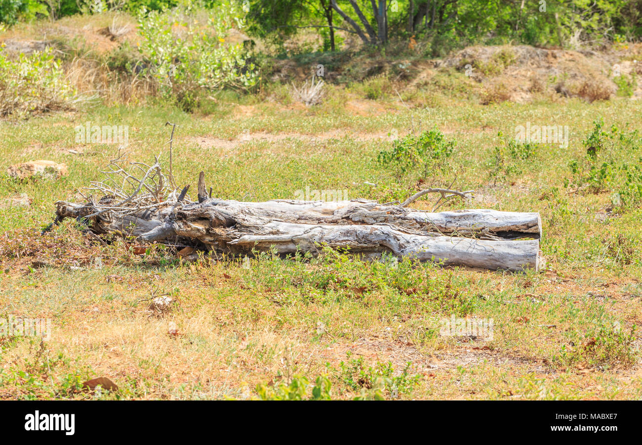 Dead trees in forest hi-res stock photography and images - Alamy