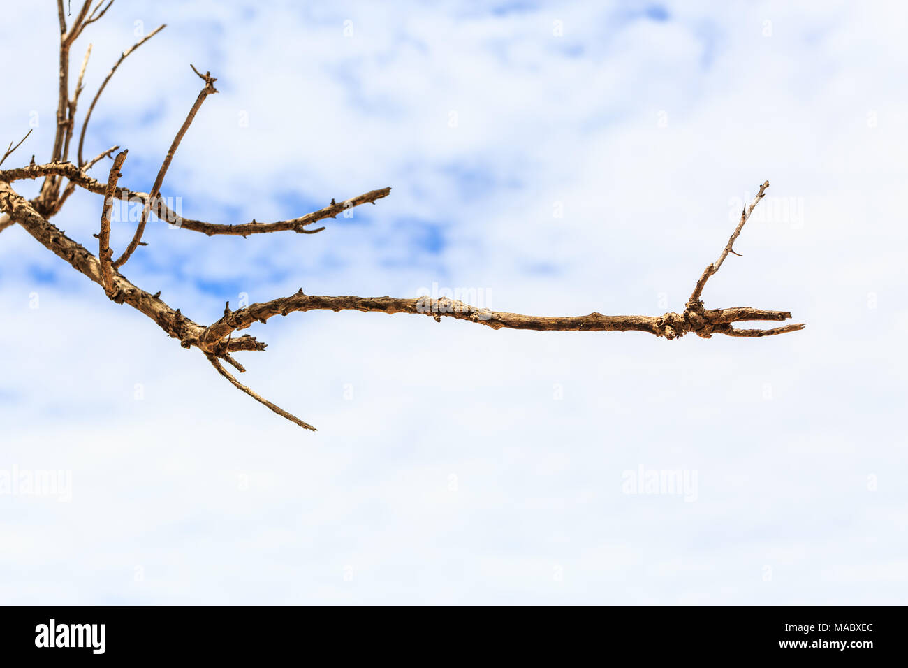 Dead tree branch Stock Photo - Alamy