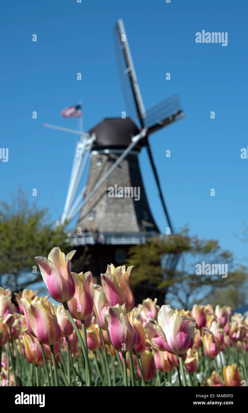 Holland michigan tulip festival windmill hi-res stock photography and ...
