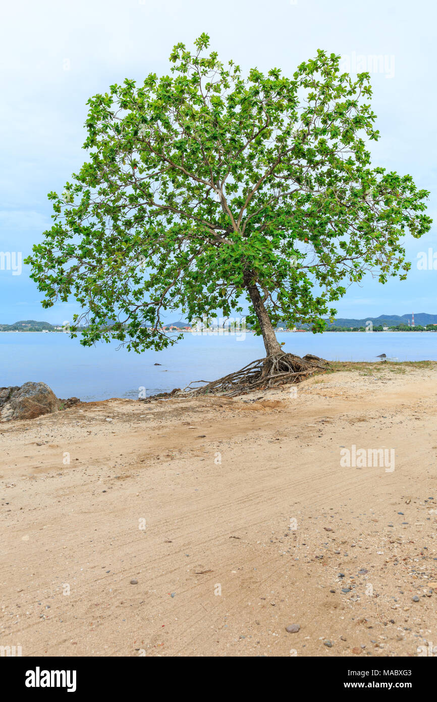 Big Indian almond tree, Terminalia catappa on a tropical shore ...