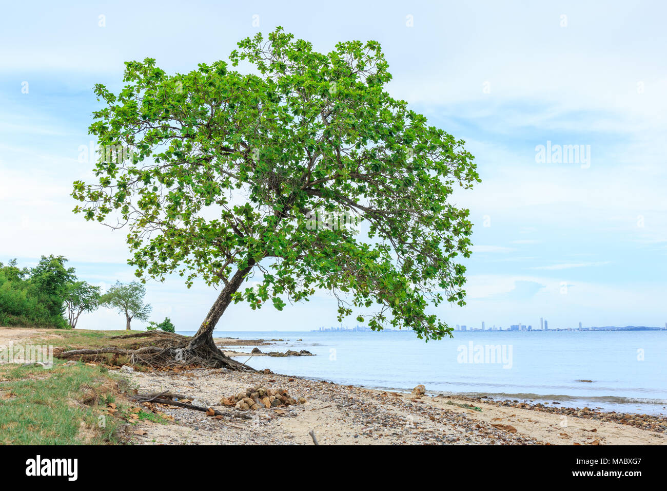 Indian almond tree hi-res stock photography and images - Alamy