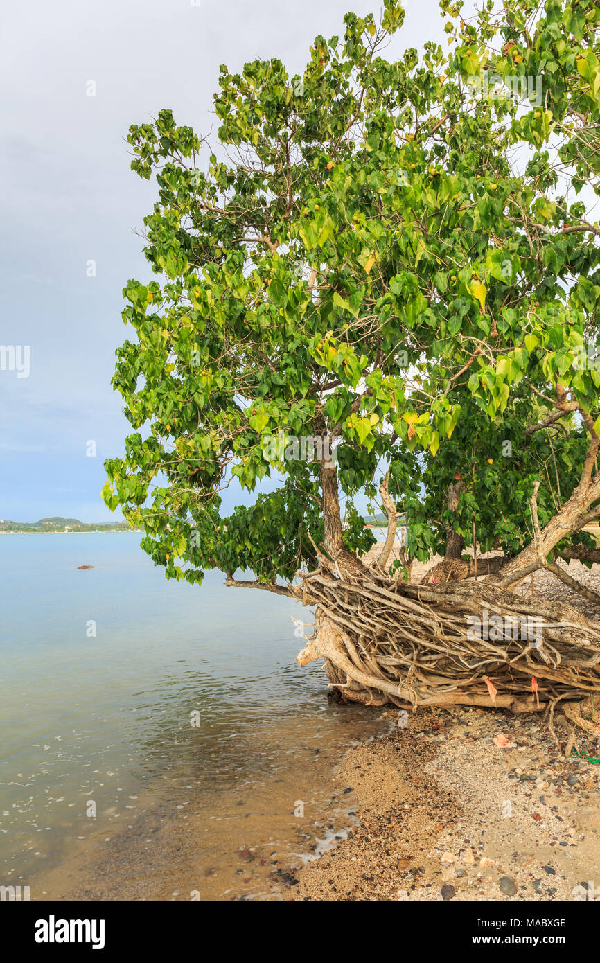 Beautiful tree on beach in Thailand Stock Photo - Alamy
