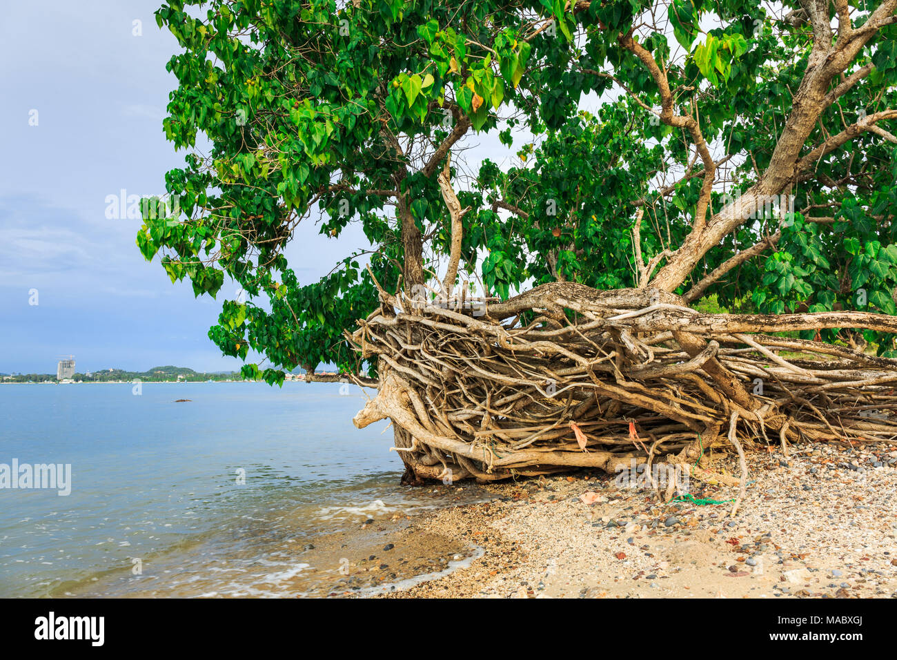 Beautiful tree on beach in Thailand Stock Photo - Alamy