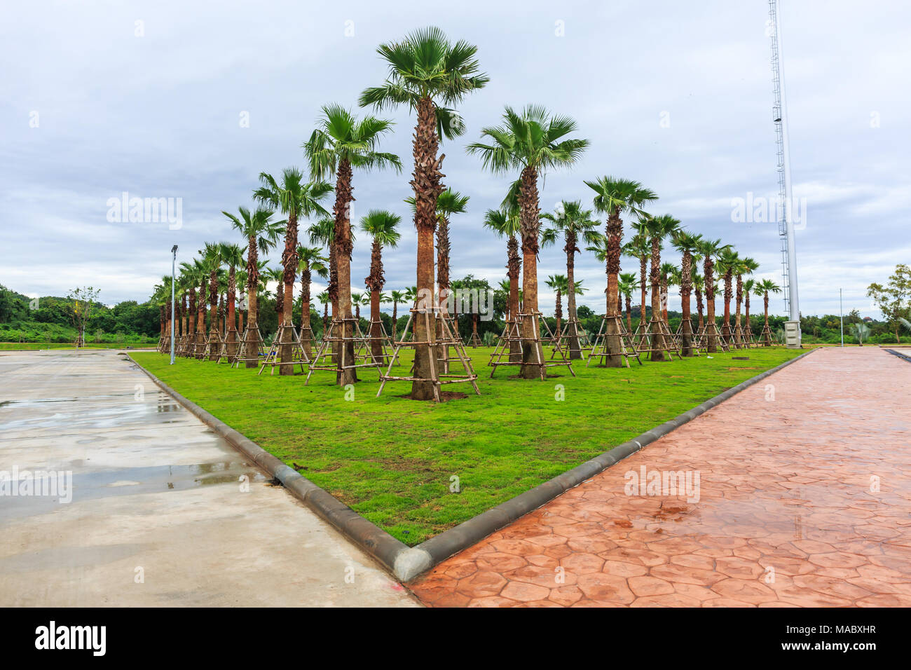 Trunk of curly palm hi-res stock photography and images - Alamy