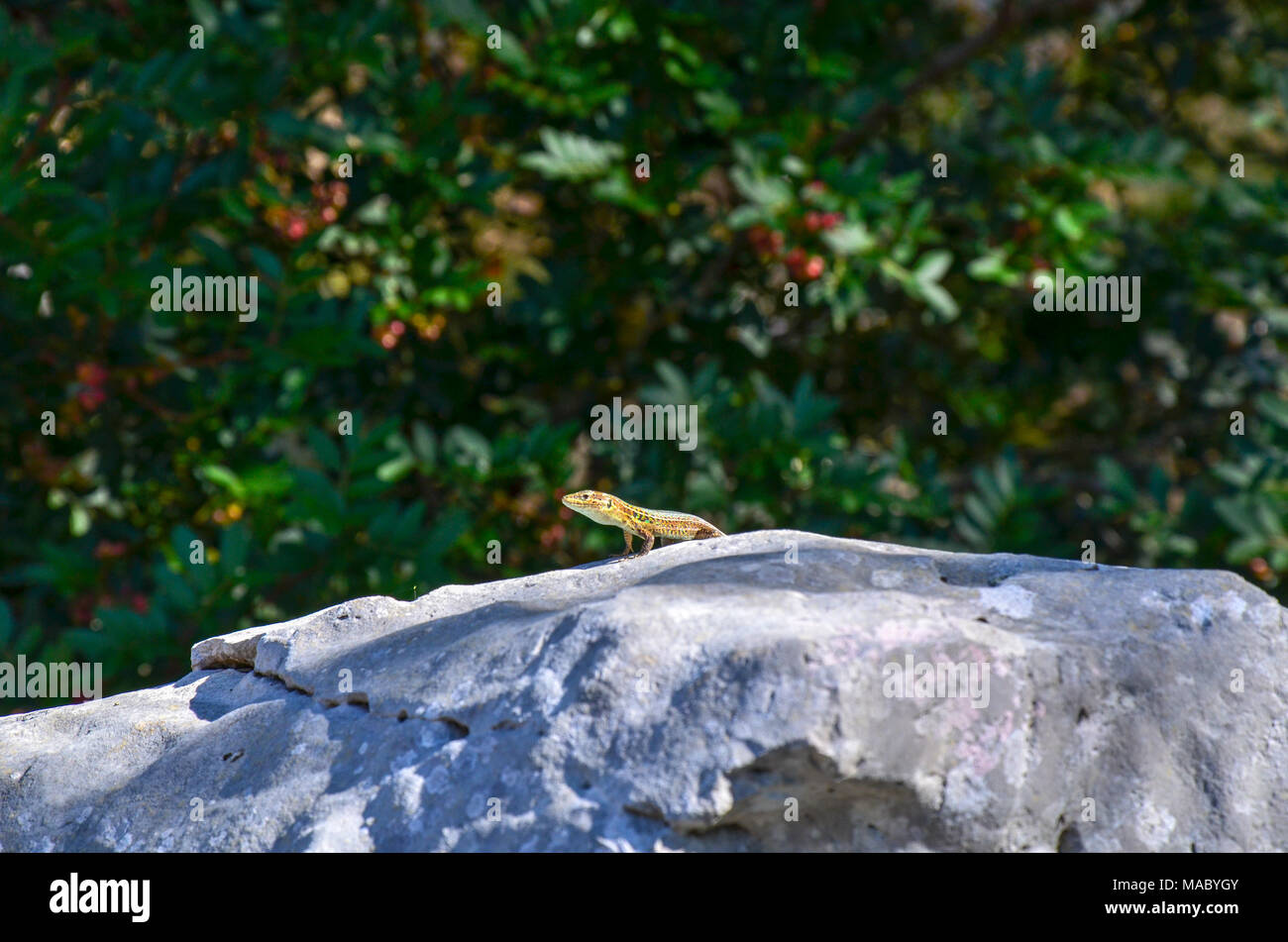 Lizard spotted at Kioni, Ithaca Stock Photo - Alamy