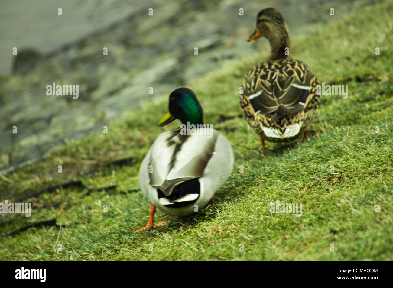 Two ducks red white hi-res stock photography and images - Alamy