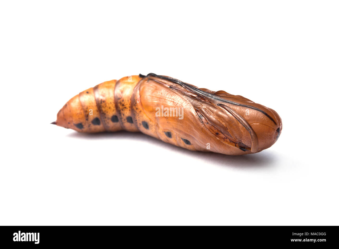 Chrysalis of butterfly isolated on white background Stock Photo - Alamy