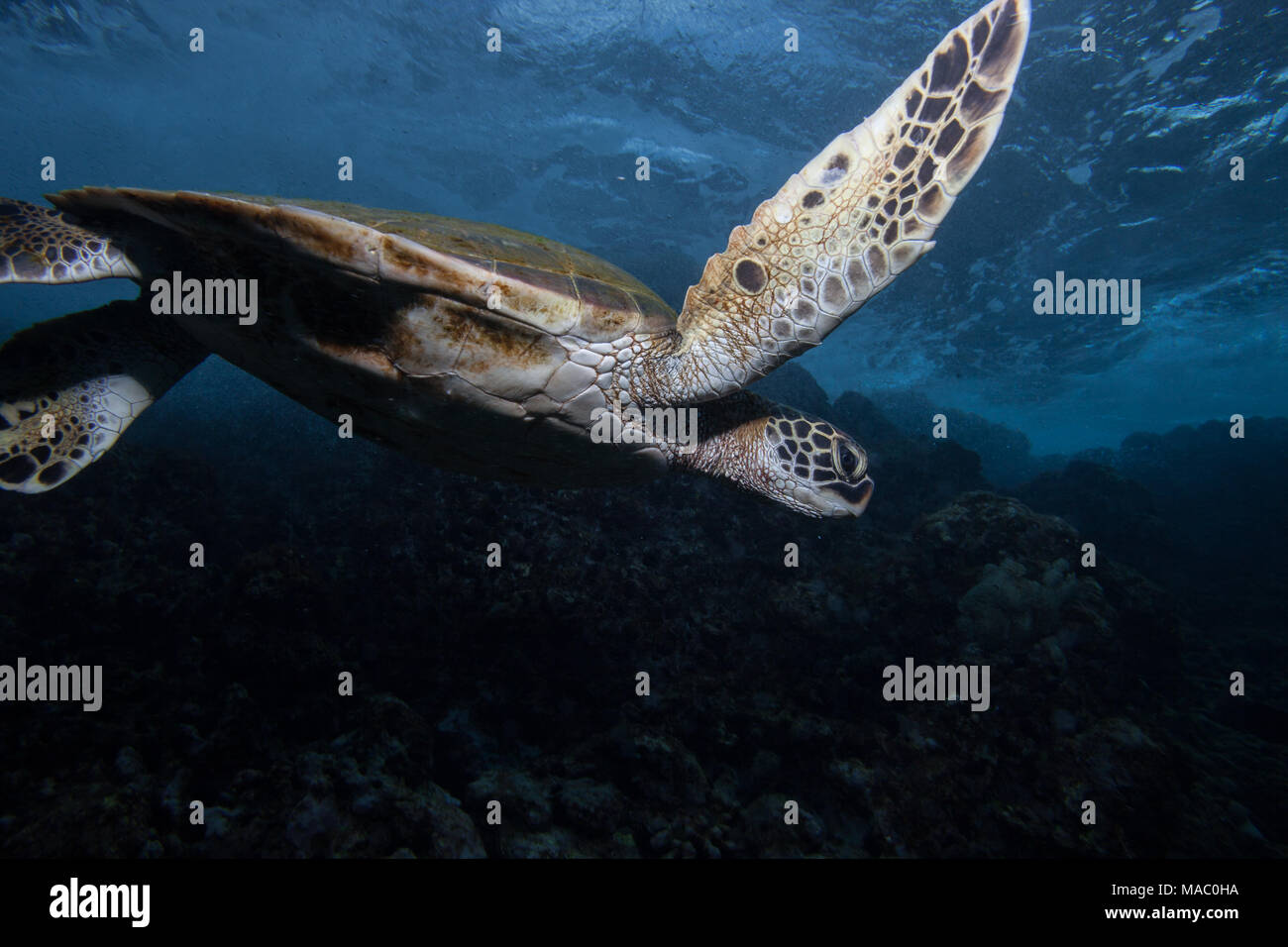 Underwater Sea Turtle Flying in Clear Blue Tropical Water, Hawaii Stock ...