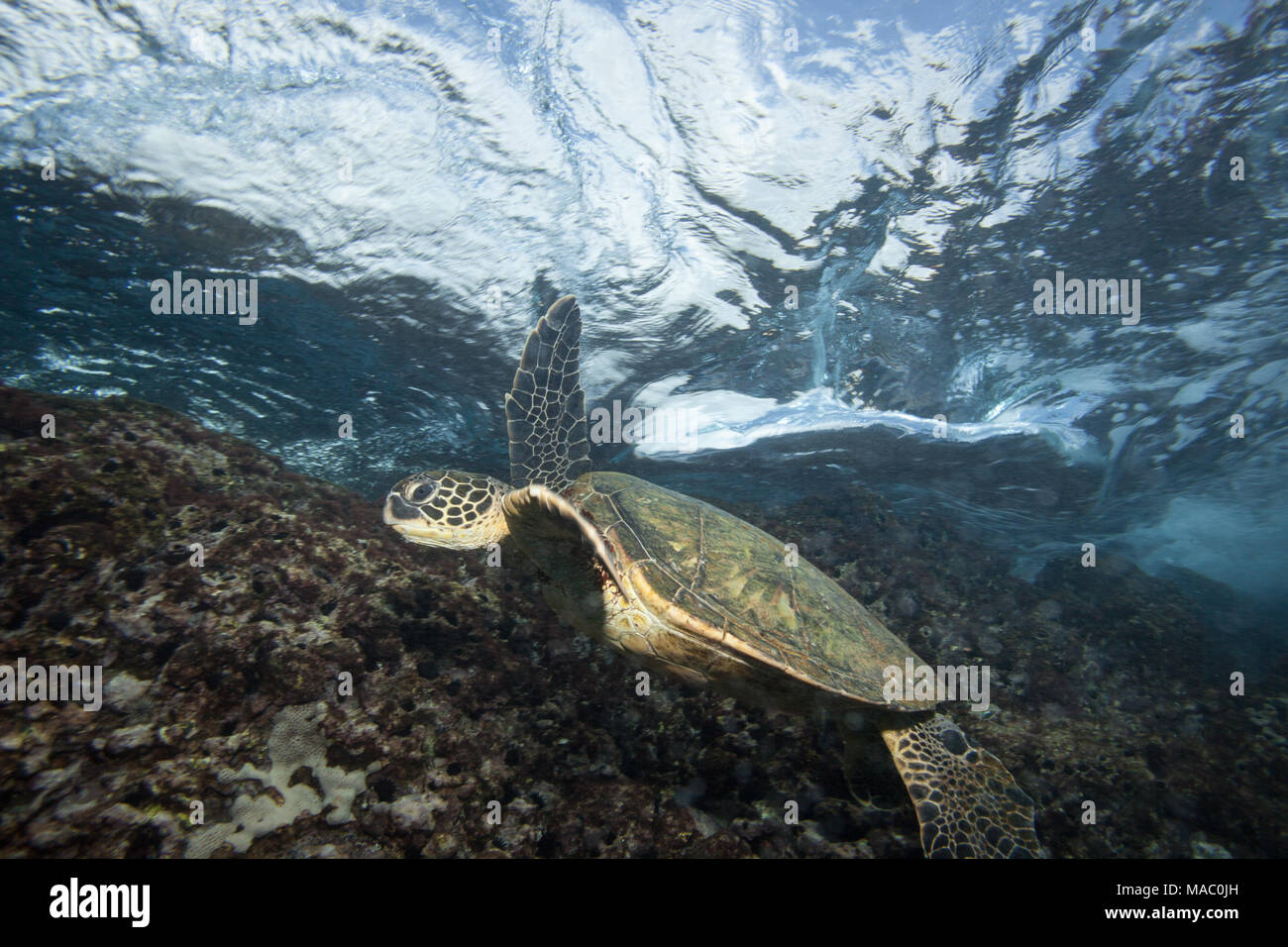 Underwater Sea Turtle Flying in Clear Blue Tropical Water, Hawaii Stock ...