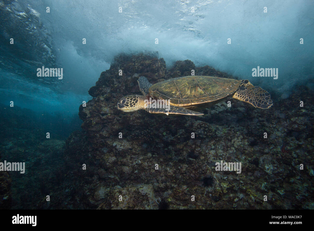 Underwater Sea Turtle Flying in Clear Blue Tropical Water, Hawaii Stock ...