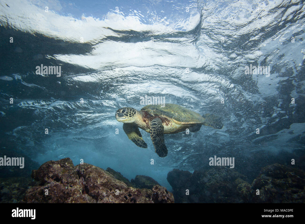 Underwater Sea Turtle Flying in Clear Blue Tropical Water, Hawaii Stock ...