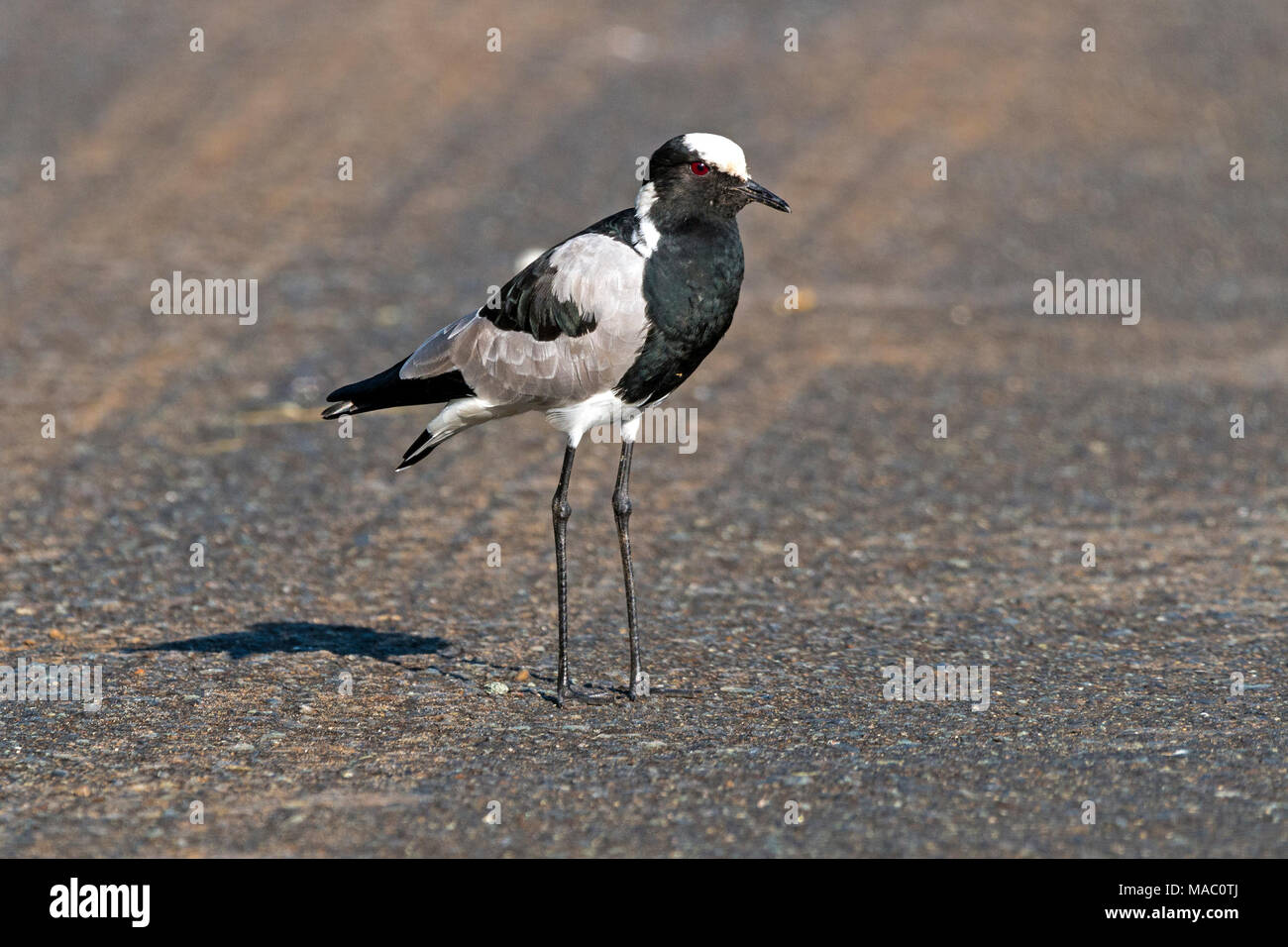 Single Blacksmith Plover on asphalt road background at Imfolozi ...