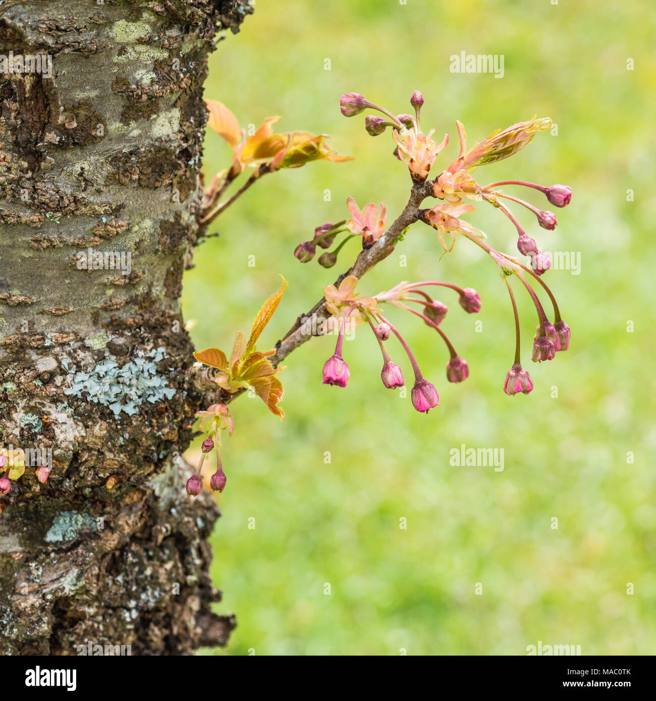 Unopened blooms hi-res stock photography and images - Alamy