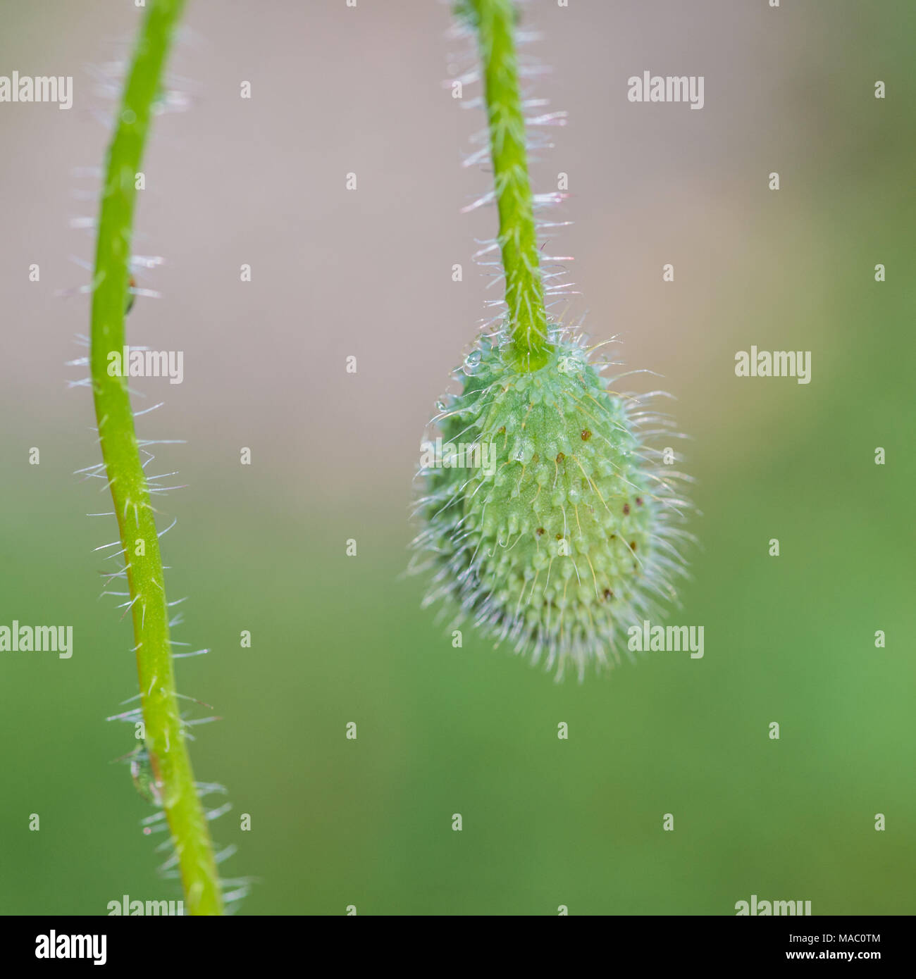 Hairy flower hi-res stock photography and images - Alamy