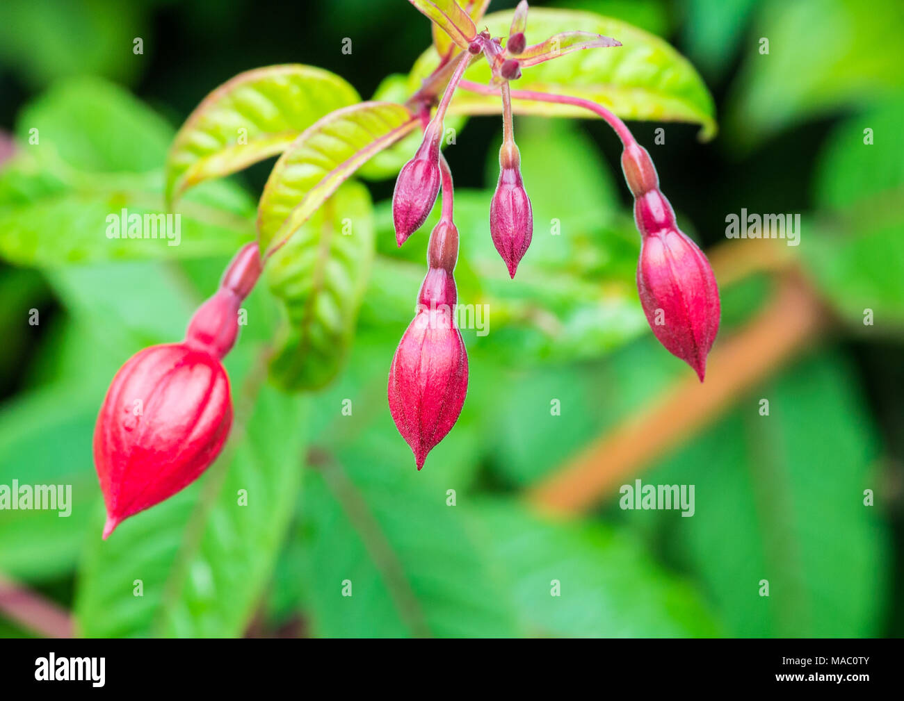 Fuchsia buds hi-res stock photography and images - Alamy