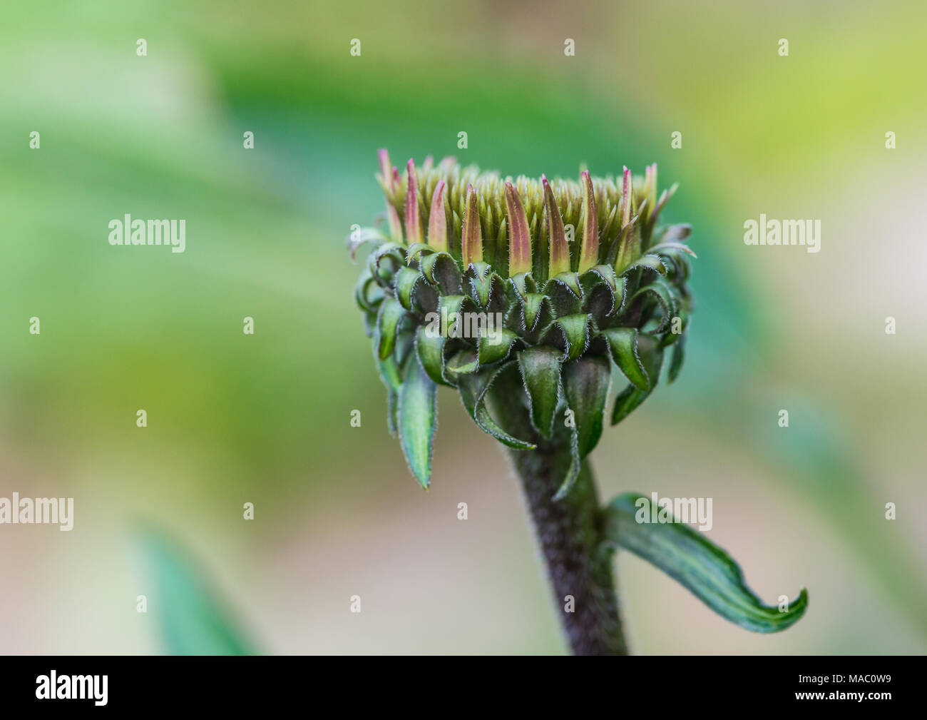 Coneflower bud hi-res stock photography and images - Alamy