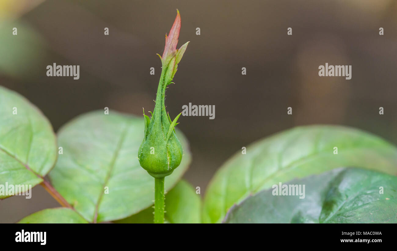 Formed bud hi-res stock photography and images - Alamy