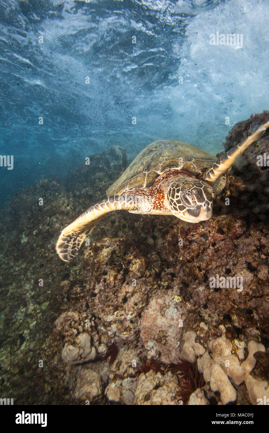 Galapagos coral reef and turtle hi-res stock photography and images - Alamy