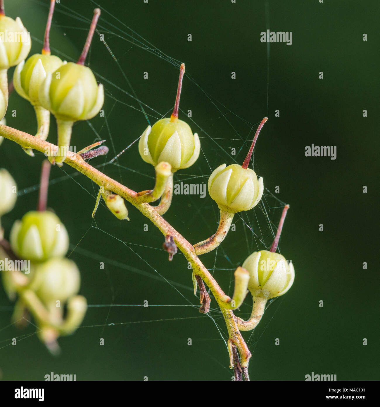 Bush with seed pods hi-res stock photography and images - Alamy