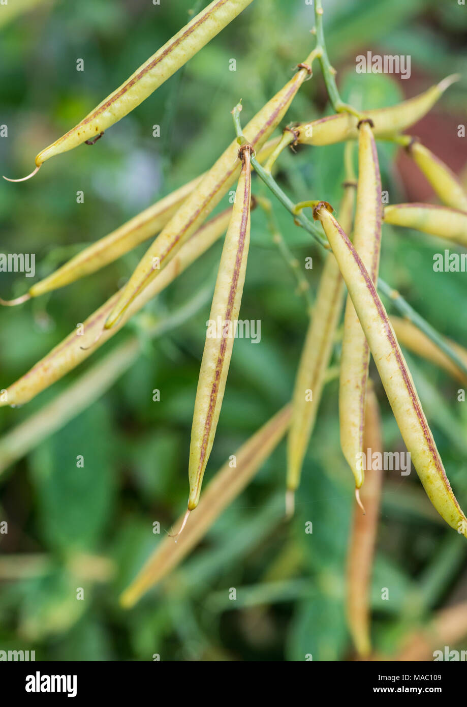 Pea seed pods hi-res stock photography and images - Alamy