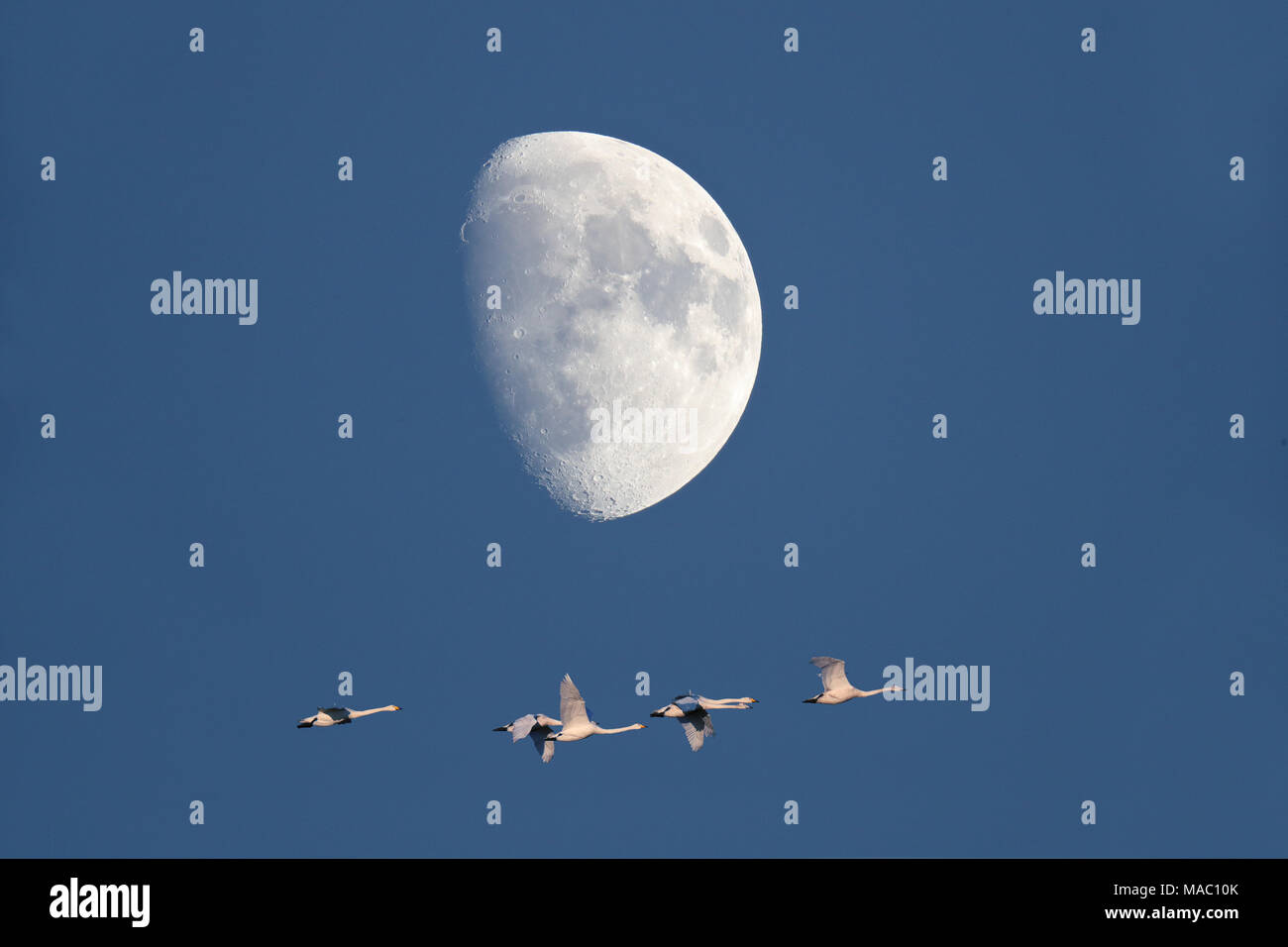 Flying past the moon hi-res stock photography and images - Alamy