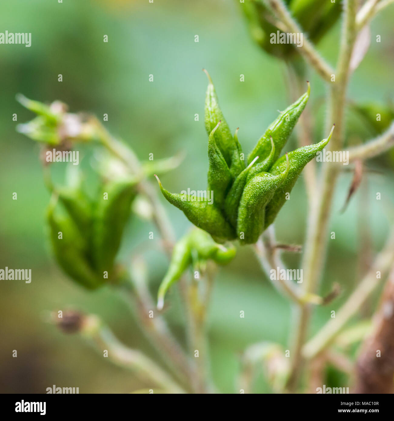 Macro seed pods hi-res stock photography and images - Alamy