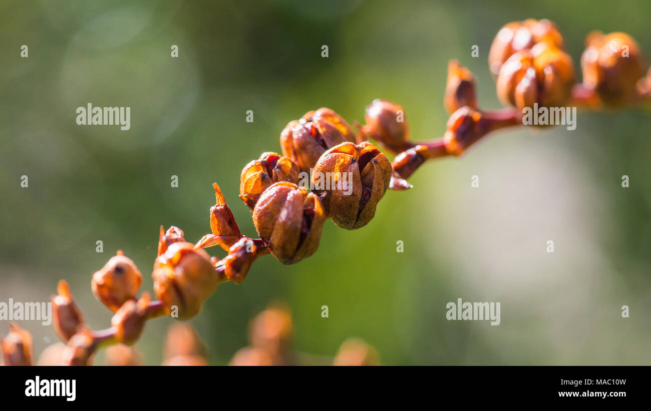Crocosmia seed pods hi-res stock photography and images - Alamy