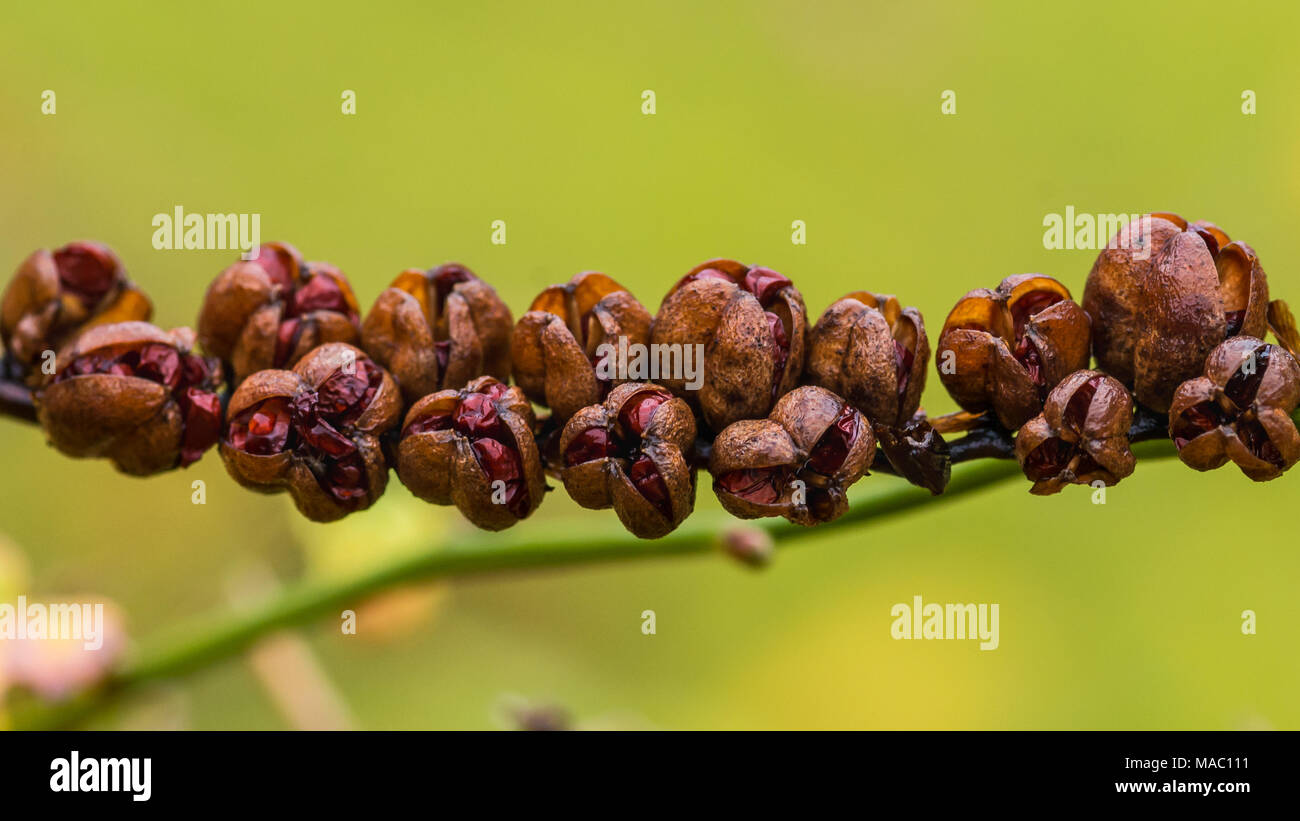 Crocosmia seed pods hi-res stock photography and images - Alamy
